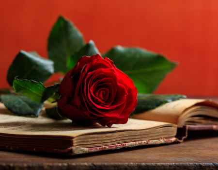 23 de Abril, el Día del libro y la rosa - Actividades infantil